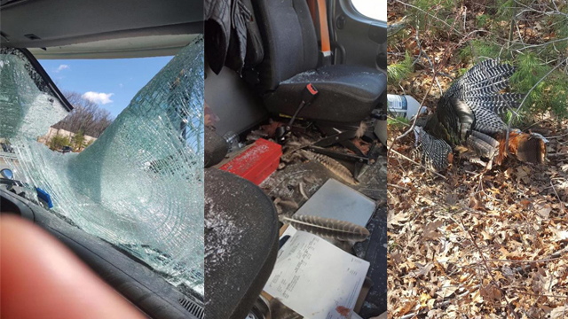 Turkey crashes through car window on highway – KIRO 7 News Seattle