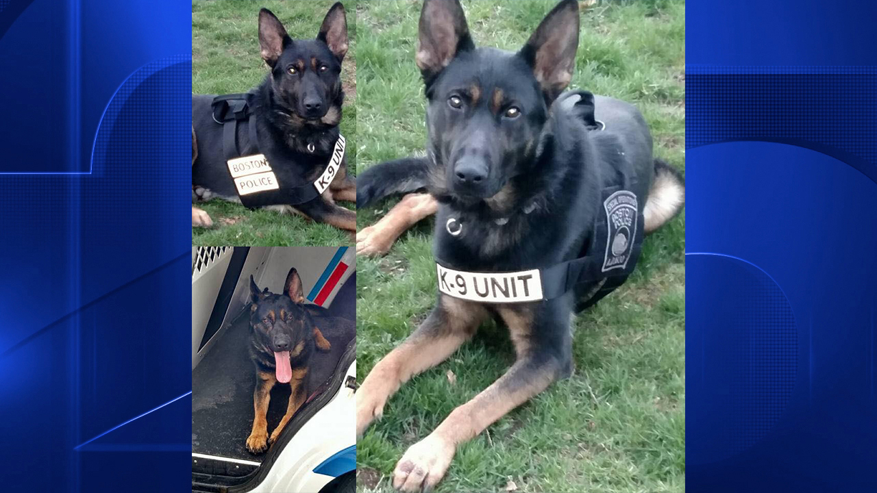 Boston Police K-9 put down after coming into contact with chemicals on ...