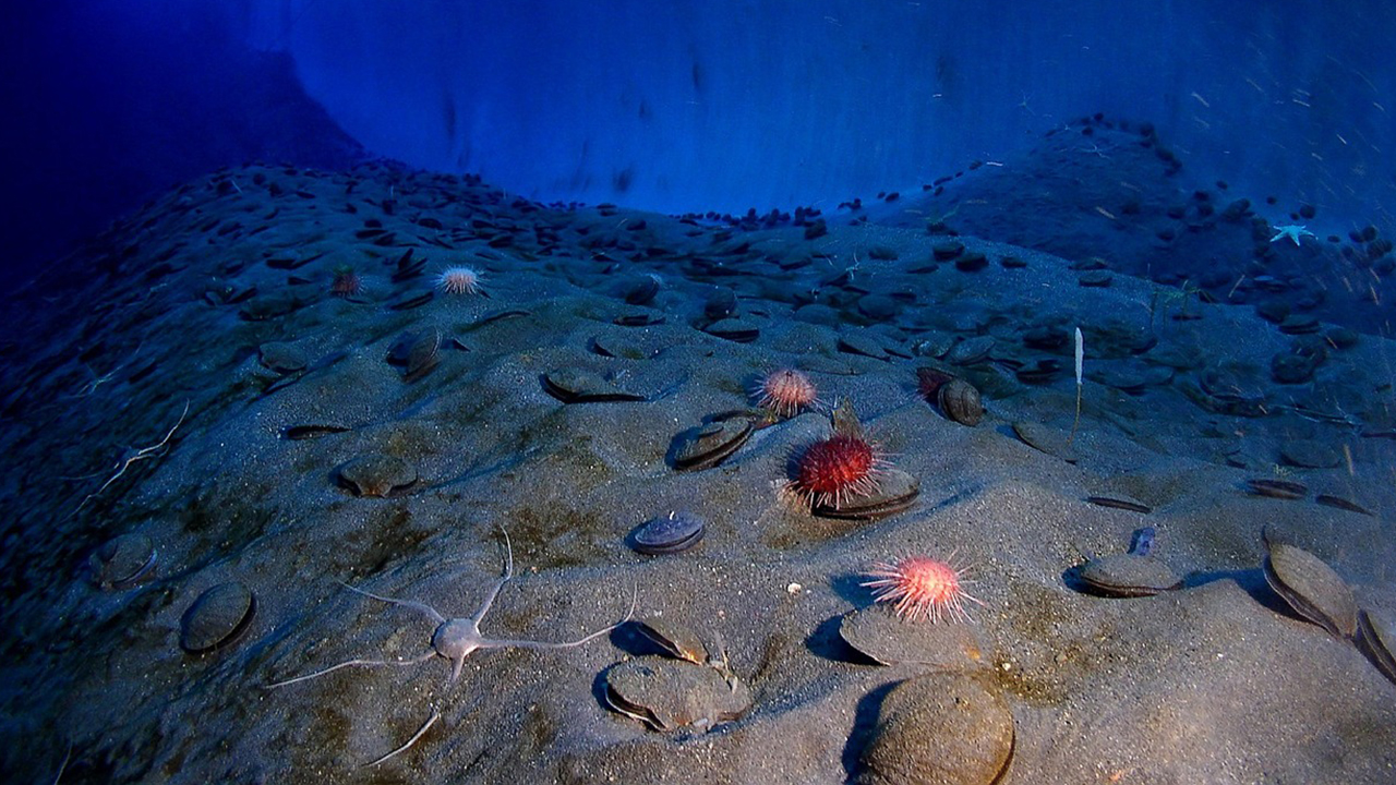 SEE: Giant pink bugs the size of footballs devour alligator on ocean ...