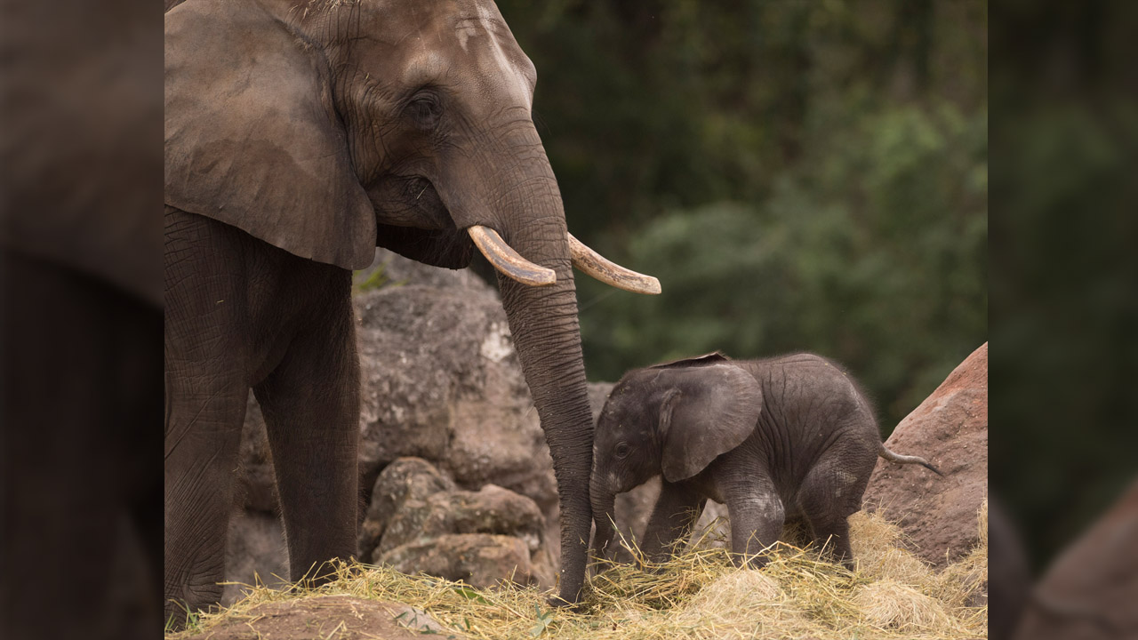 Baby elephant born at Disney's Animal Kingdom – KIRO 7 News Seattle