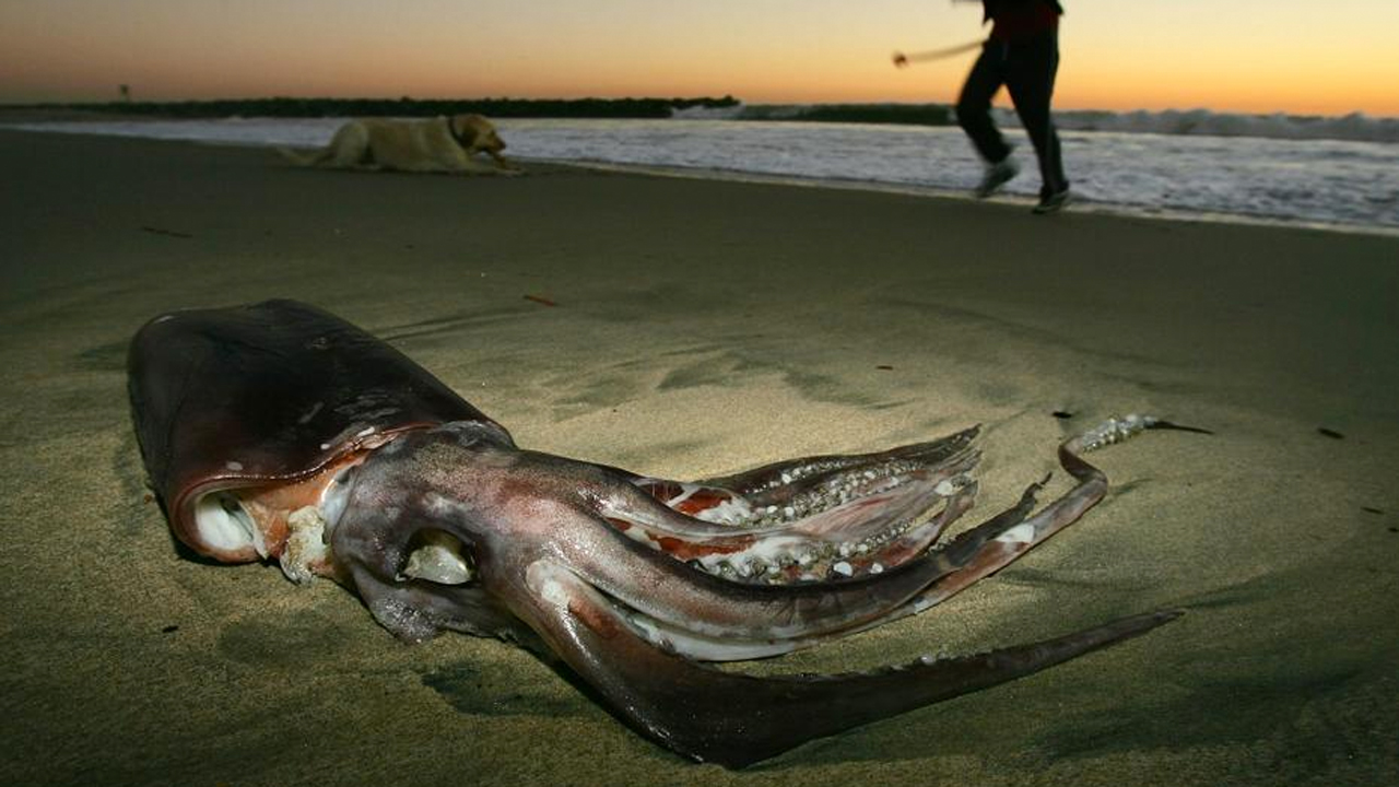 Giant squid 14 feet long washes ashore on New Zealand beach – WSOC TV