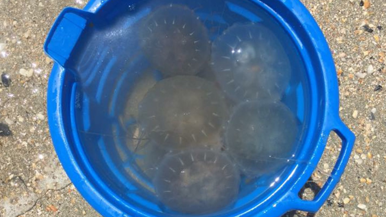 Beach goers told to stay out of ocean after jellyfish invade Myrtle ...