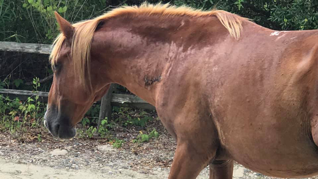 Horse hit by vehicle found with only minor injuries after nearly two ...