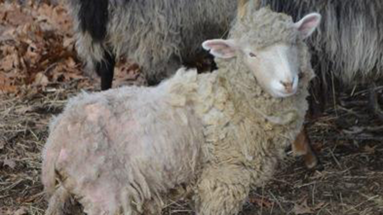 State police seize dozens of neglected animals from NH farm – Boston 25 ...