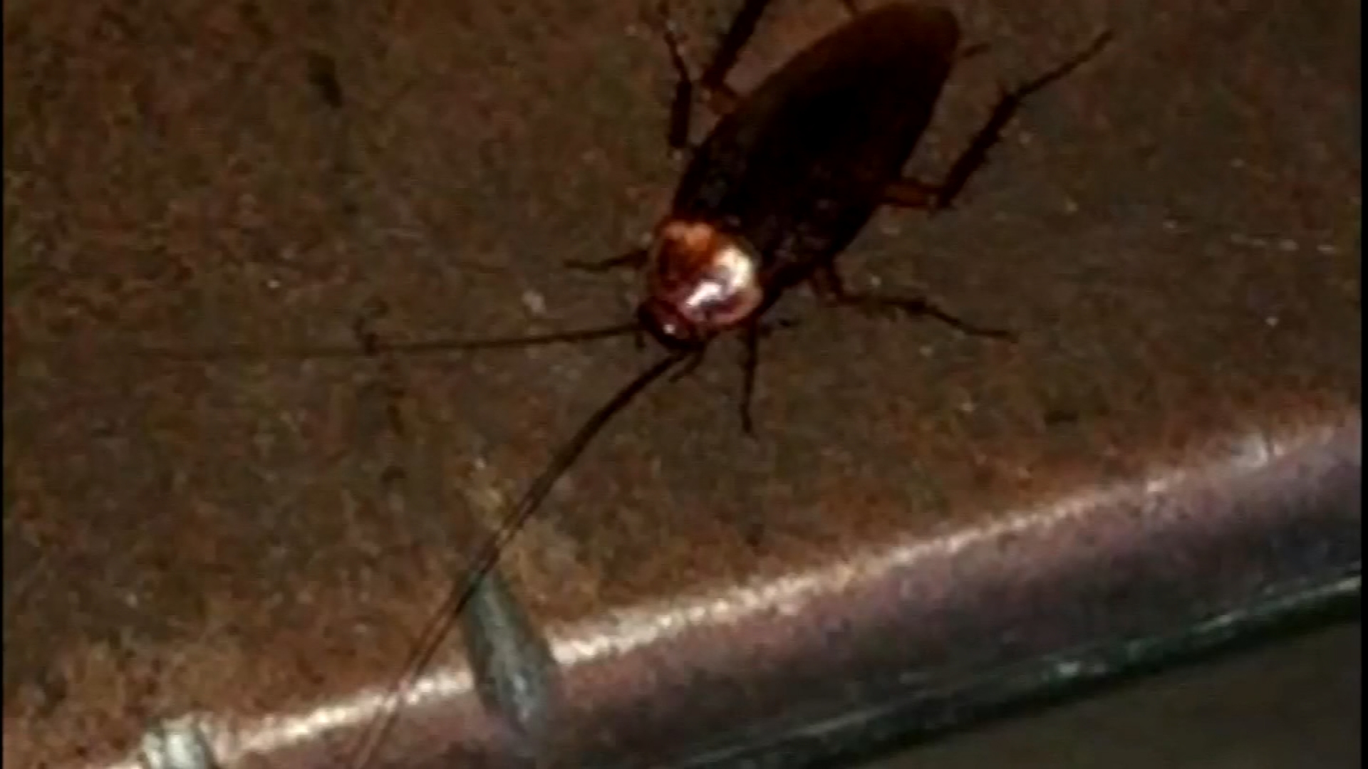 Anonymous Instagram account shines light on cockroaches at Maryland ...