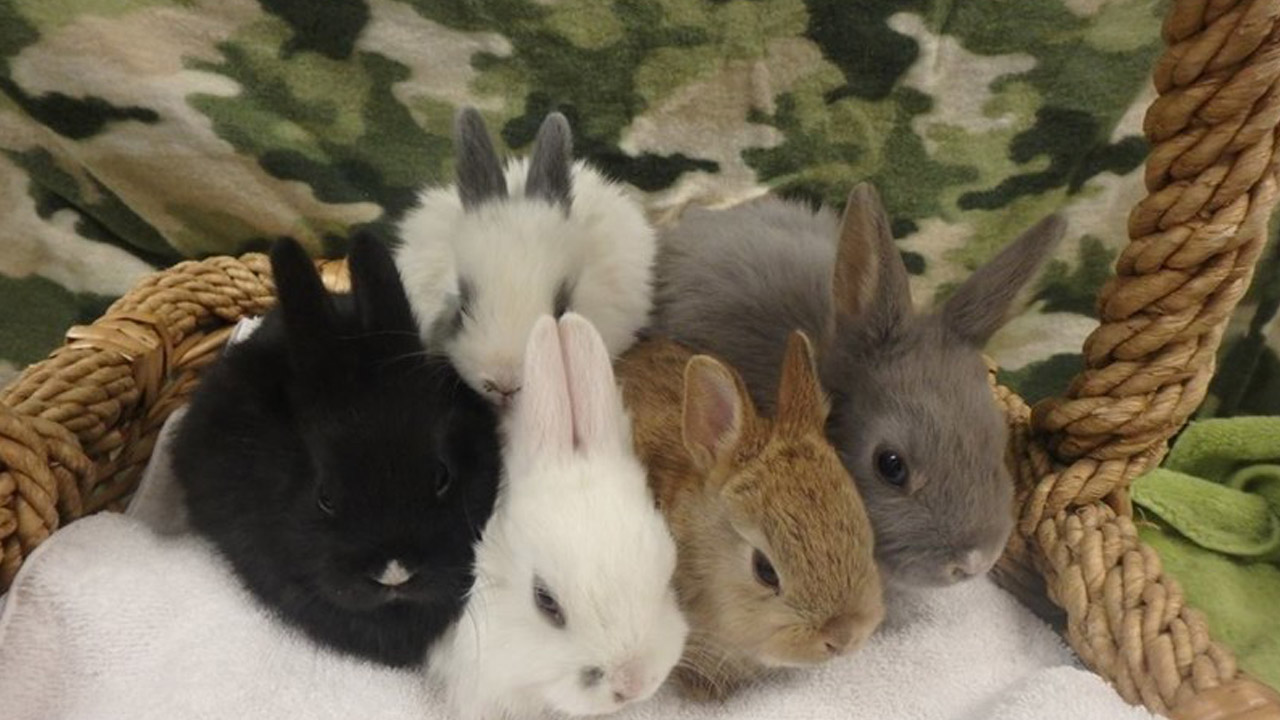 Nearly 200 rabbits rescued from animal hoarder available for adoption ...