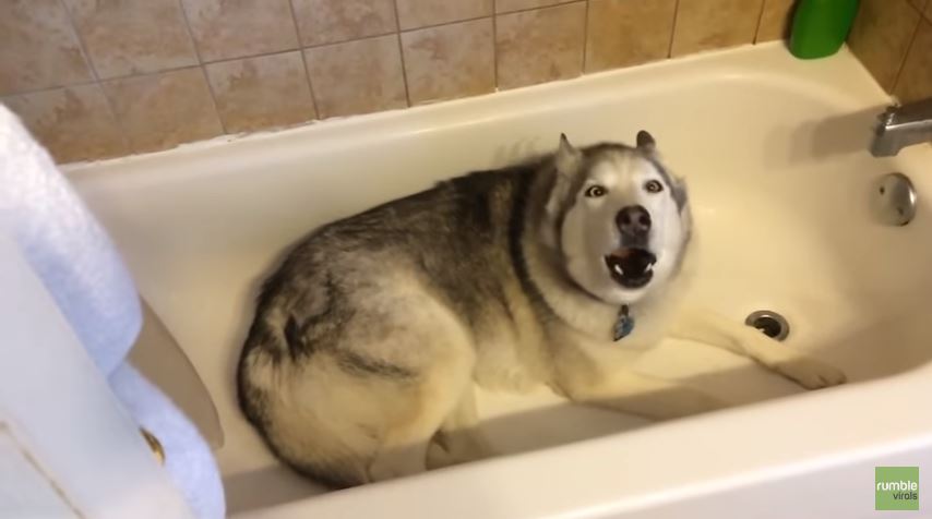 Stubborn husky acts just like a child when he throws a dramatic temper ...
