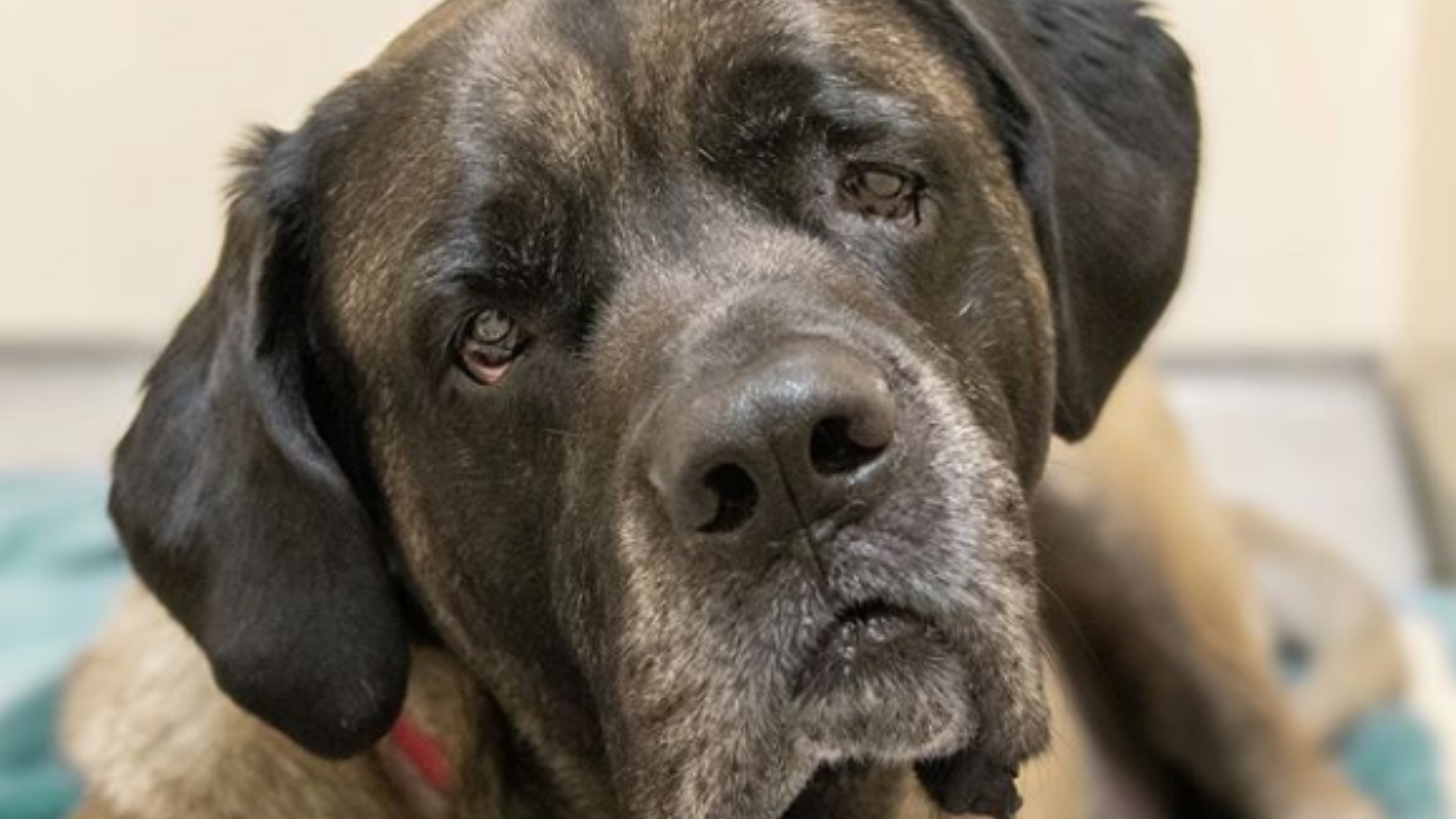 Six-year-old mastiff who is ‘153 pounds of pure love’ finds forever ...