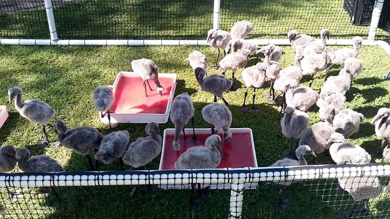 NC Zoo helps rescue 1,800 abandoned flamingo chicks in South Africa ...