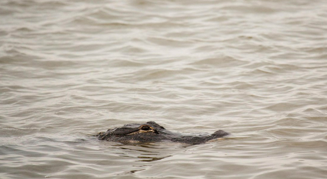 Alligator eludes authorities in southern New Jersey – WSOC TV