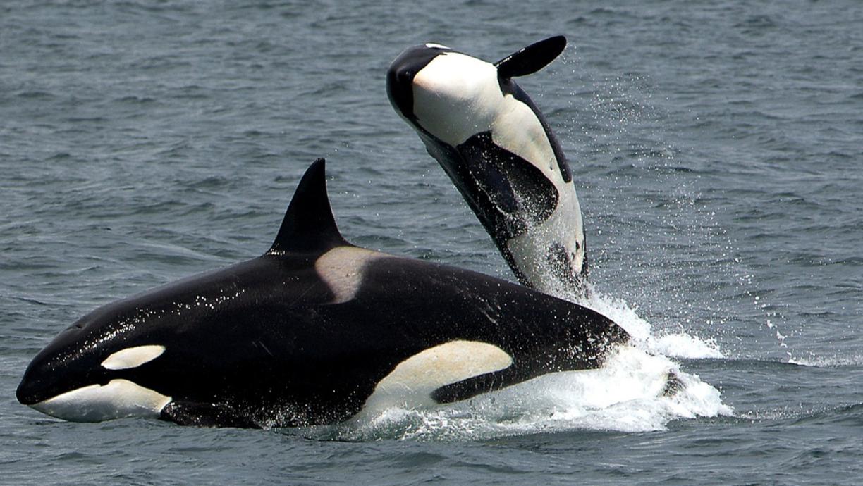 LISTEN: Talking killer whale verifies orcas' ability to mimic human ...