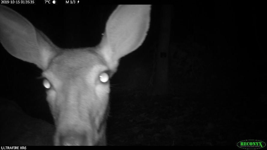 Zoo and Seattle University asking for public’s help identifying animals ...