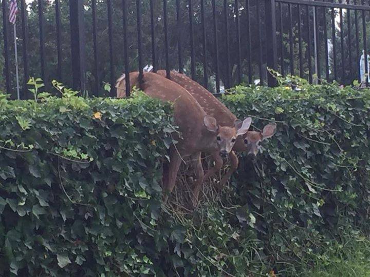What now? Deer trapped in epic fence fail – WPXI