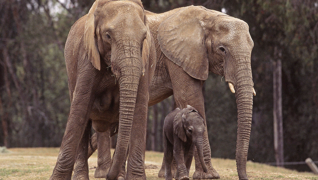 Elephant calf arrives month early at Pittsburgh Zoo's conservation ...