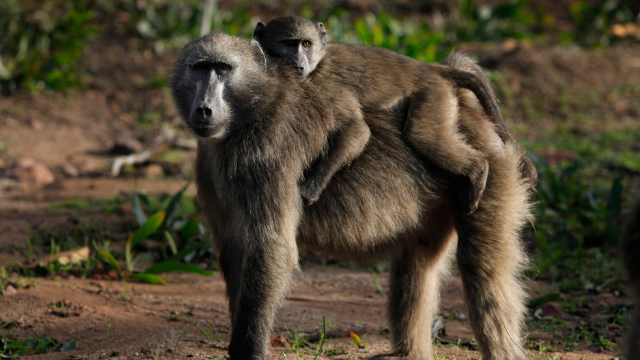 Idaho wildlife official resigns after killing baboon family