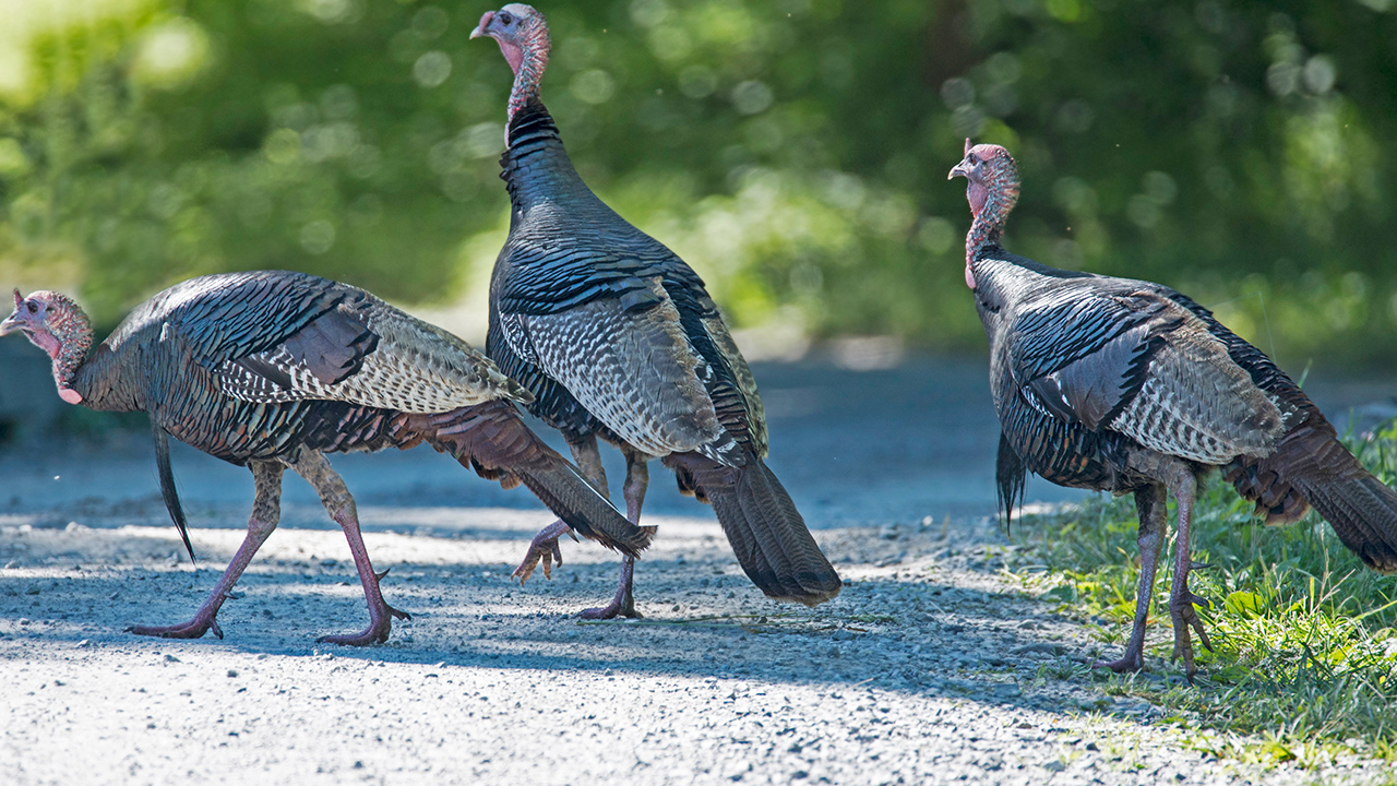 Wildlife officials offer tips on dealing with wild turkeys – Boston 25 News