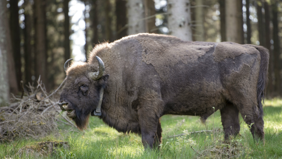 Wanted: Volunteer shooters to thin Grand Canyon bison herd – KIRO 7 ...
