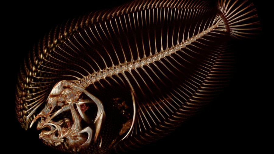 Washington state scientist launches effort to digitize all fish – KIRO ...