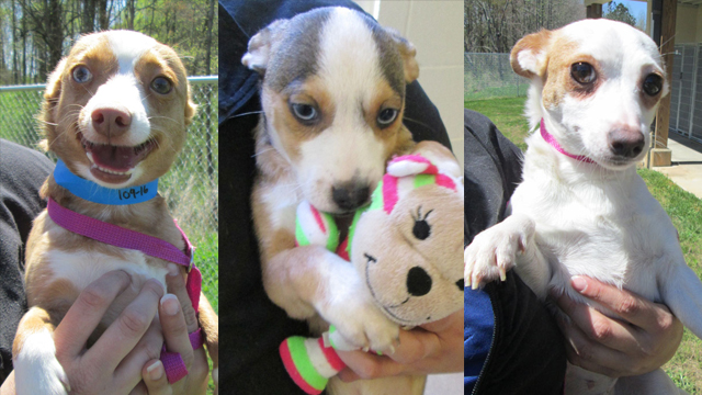 26 rescued dogs up for adoption Saturday