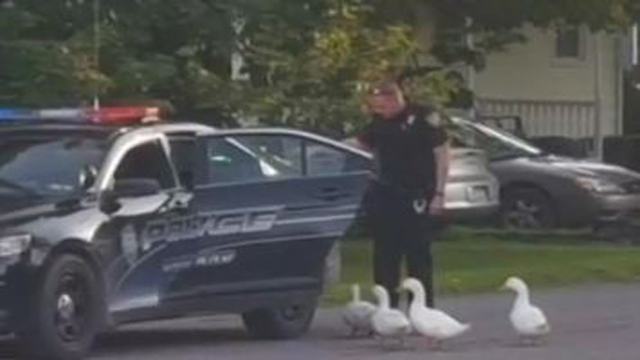 Ducks 'arrested,' charged for loitering – WPXI