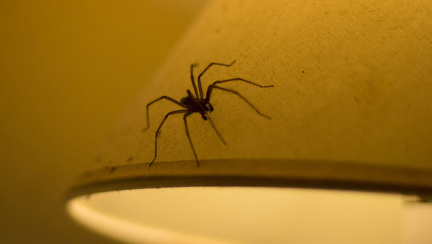 It's Northwest spider season; what you can do around your home – KIRO 7 ...