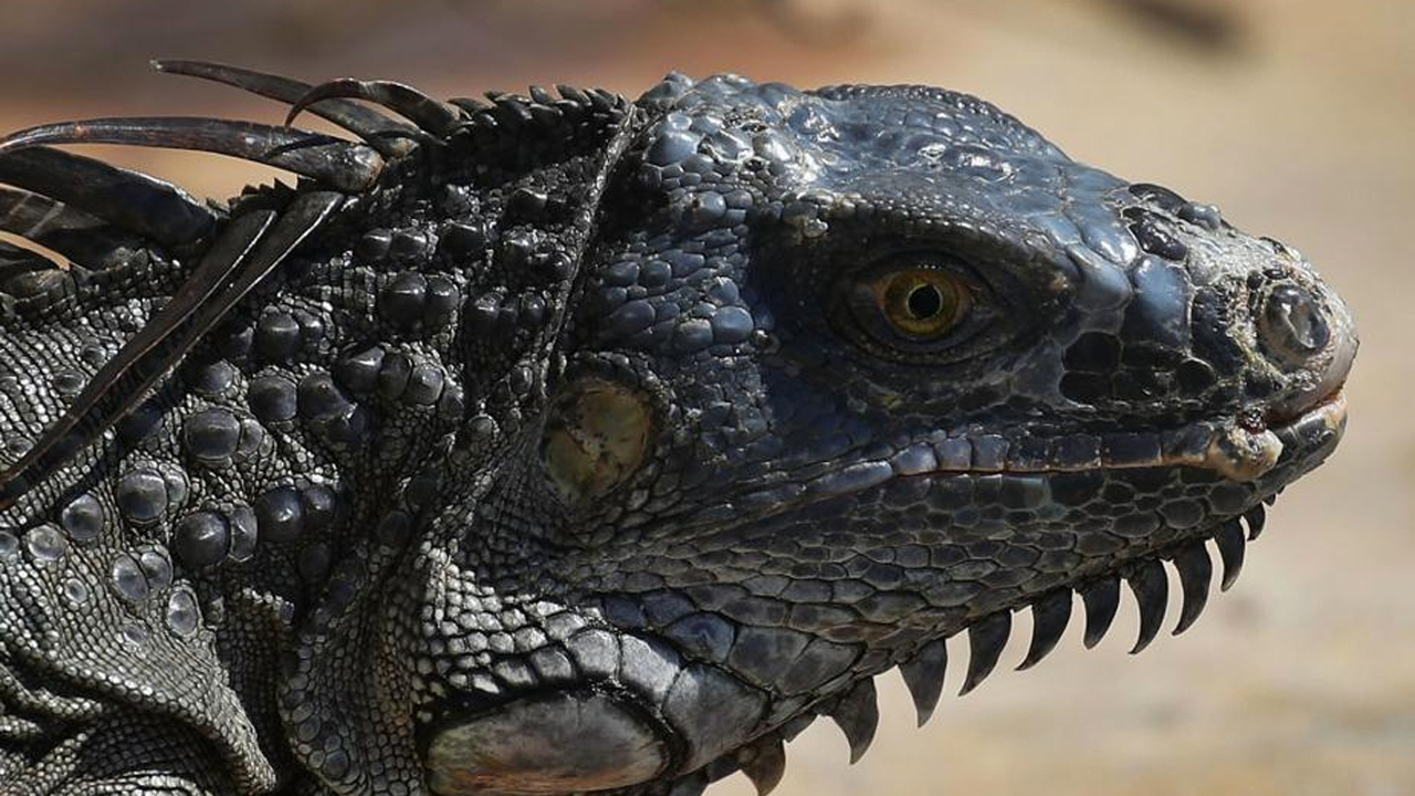 5-foot iguana on the loose in Milwaukee neighborhood – WSOC TV