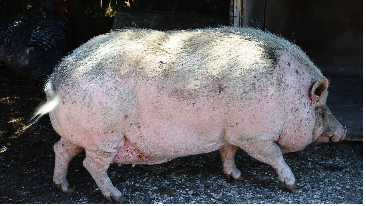 Pot-bellied pig tortured, spray-painted blue in Kentucky – WSOC TV