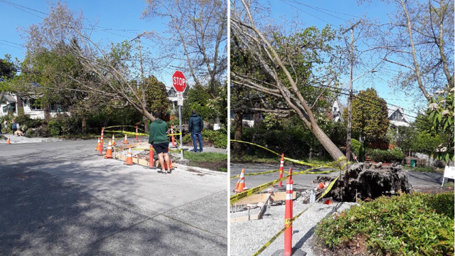 Tree falls on power lines, knocks out power to thousands – KIRO 7 News ...