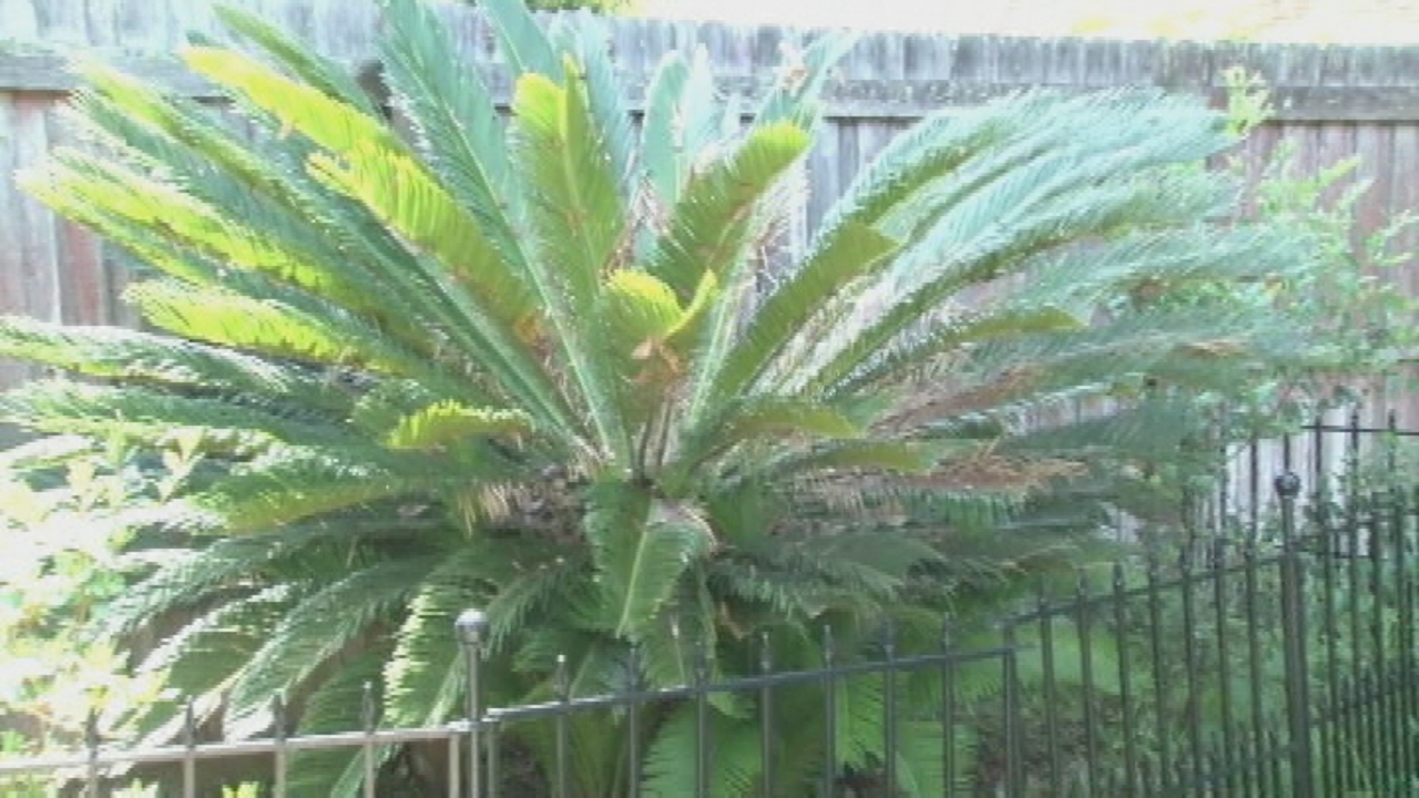 Veterinarians warn dog owners of toxic palm tree – WFTV