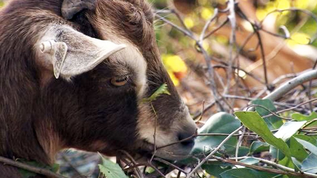 Florida neighborhood using goats to remove invasive plants