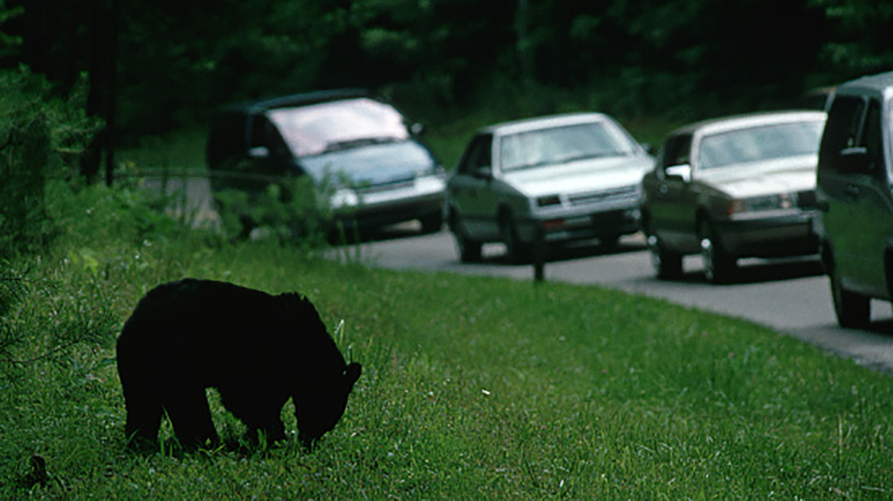NC man asleep in tent attacked by bear on Appalachian Trail – WSOC TV