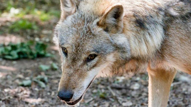 Washington may pursue nonlethal ways to control wolves – KIRO 7 News ...