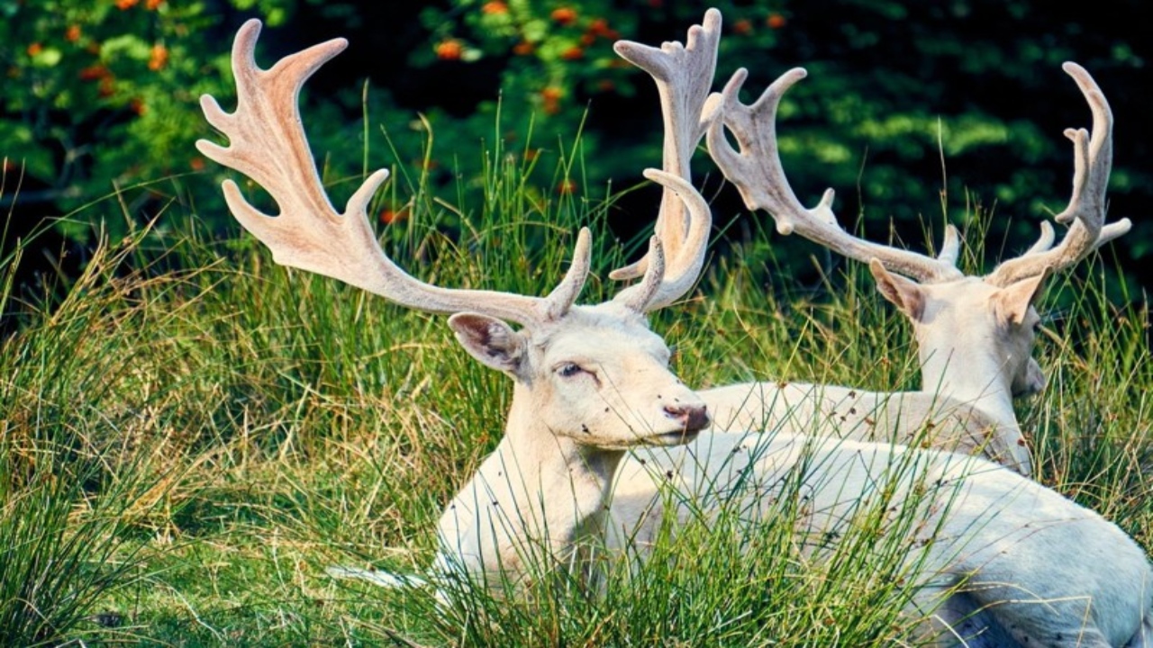Hunter stunned at sighting of rare 12-point albino buck, calls it a ...