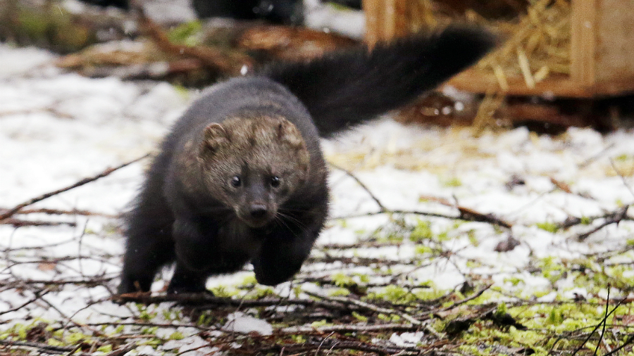 Rare weasel returns to historic range in Washington state – KIRO 7 News ...