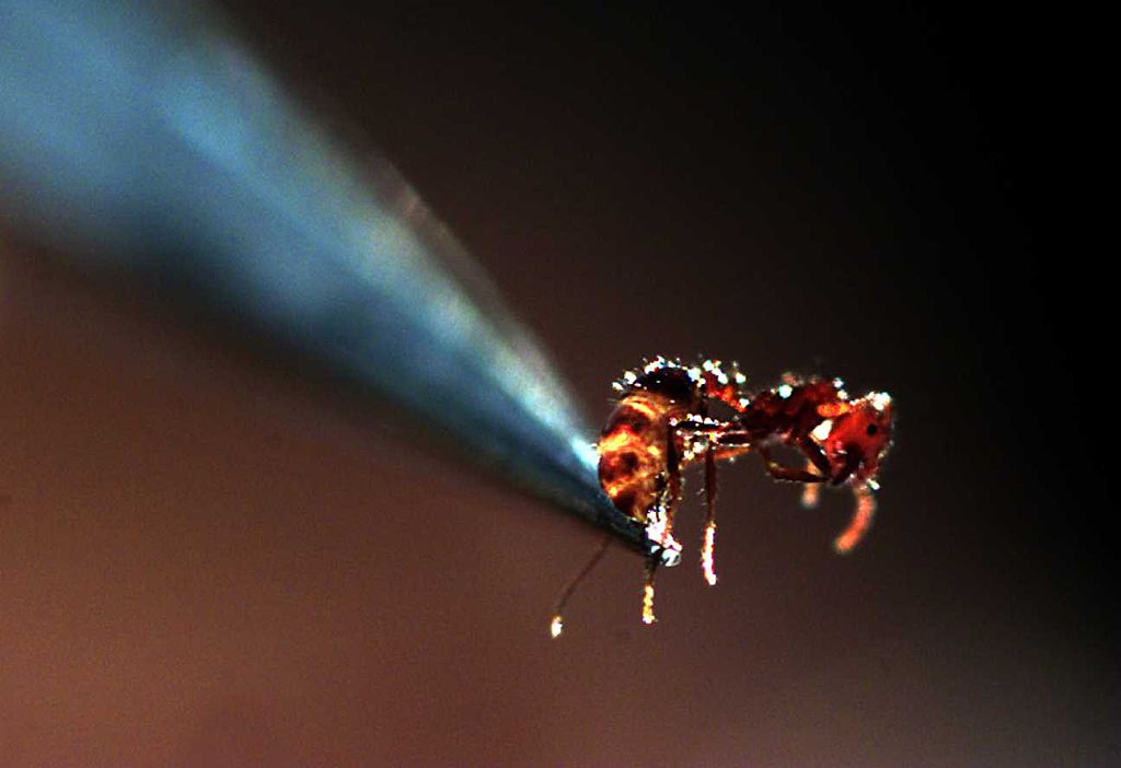 Fire ants attack 85-year-old man; causes rollover accident in SUV