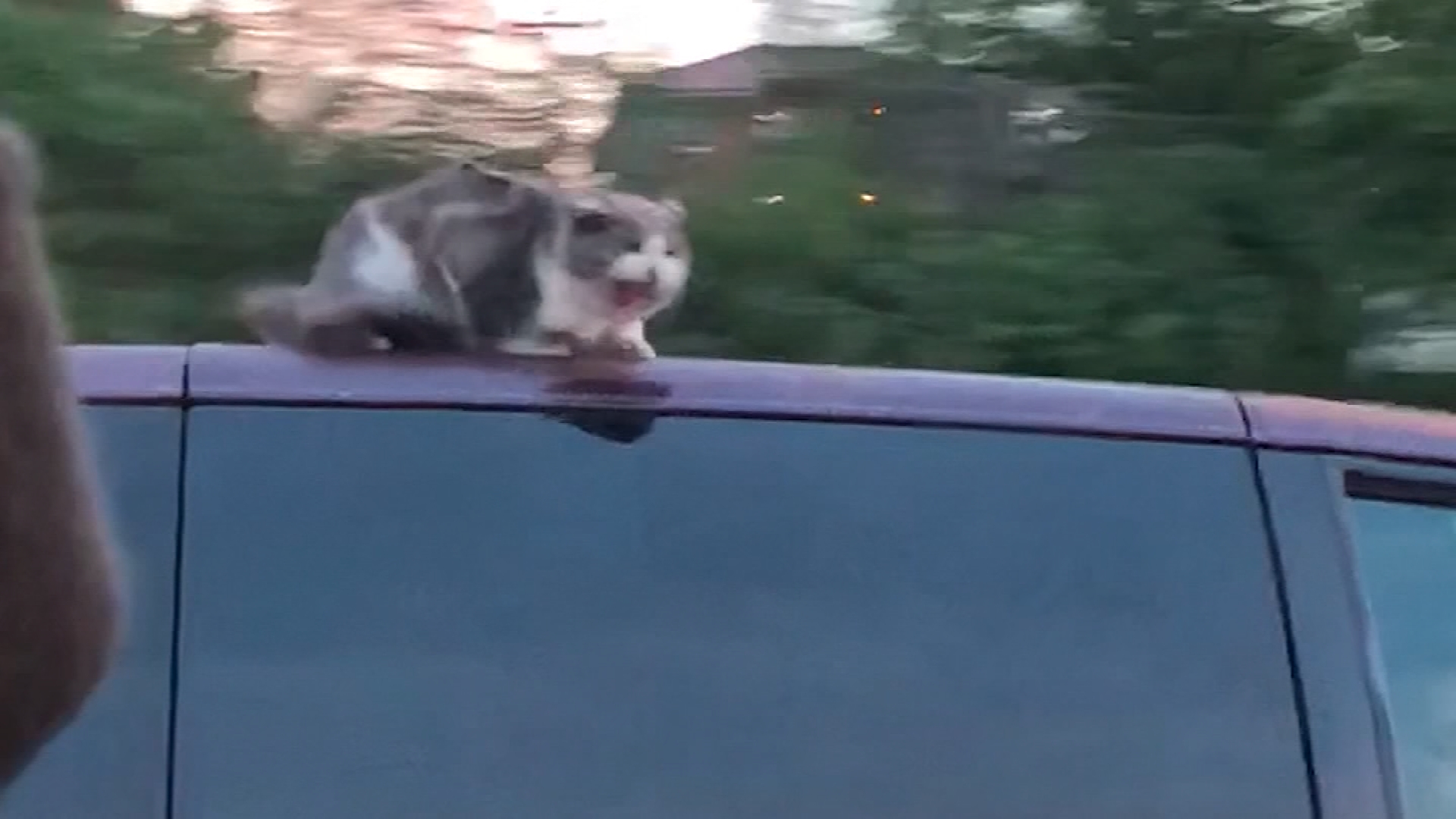 SEE: Cat takes wild ride, clinging to roof of minivan going 60 mph down ...