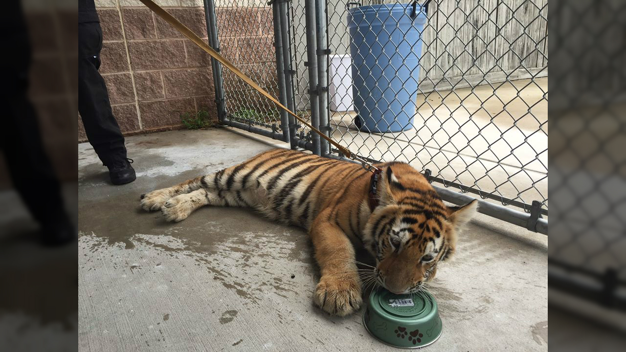 Tiger wearing collar, leash captured in Texas – WSOC TV